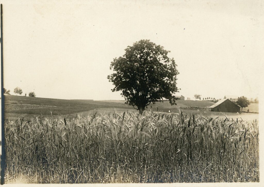 Riches of the Land: Agriculture from 1850 to 1950 - Customs House ...
