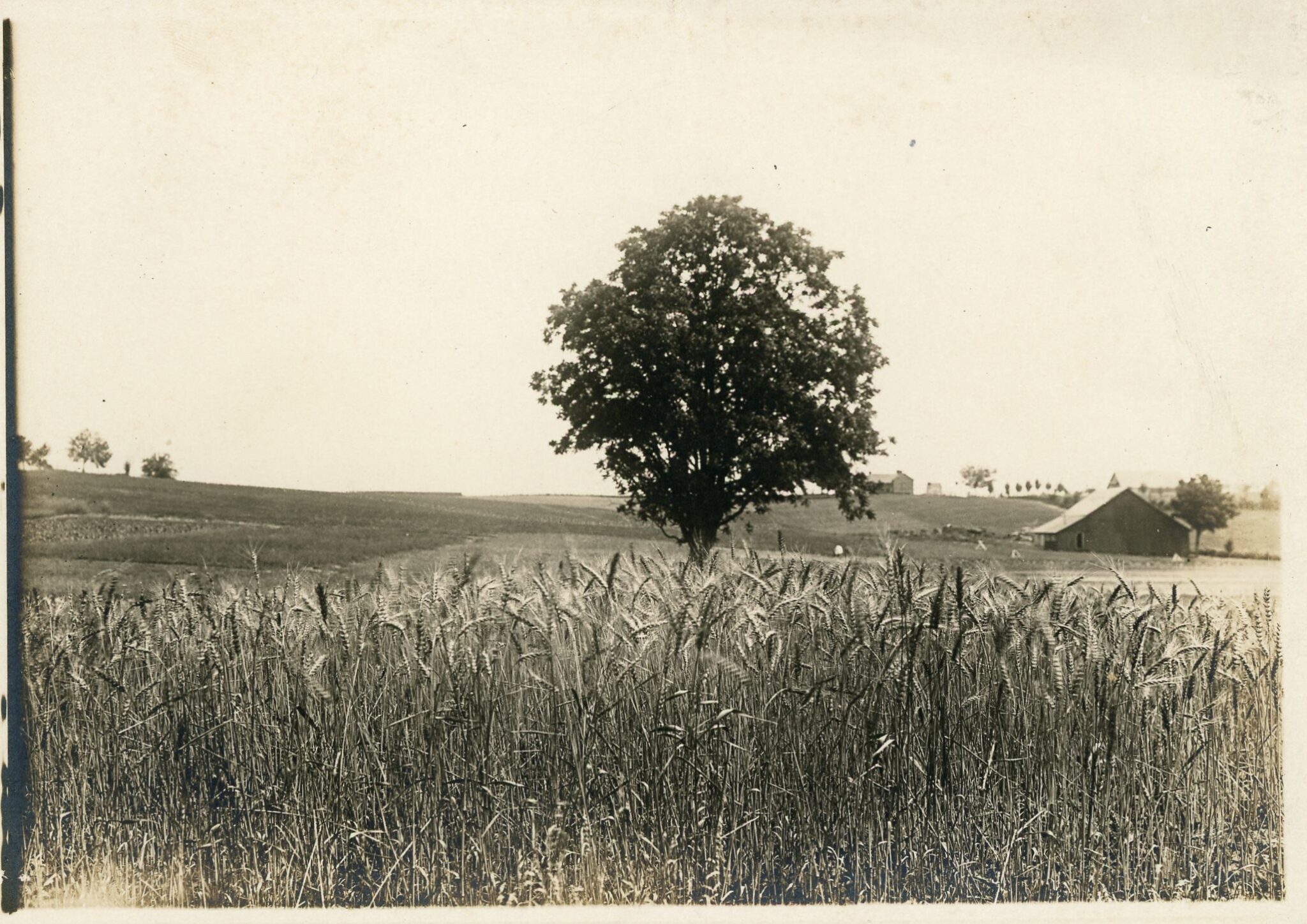 Riches of the Land: Agriculture from 1850 to 1950 - Customs House ...