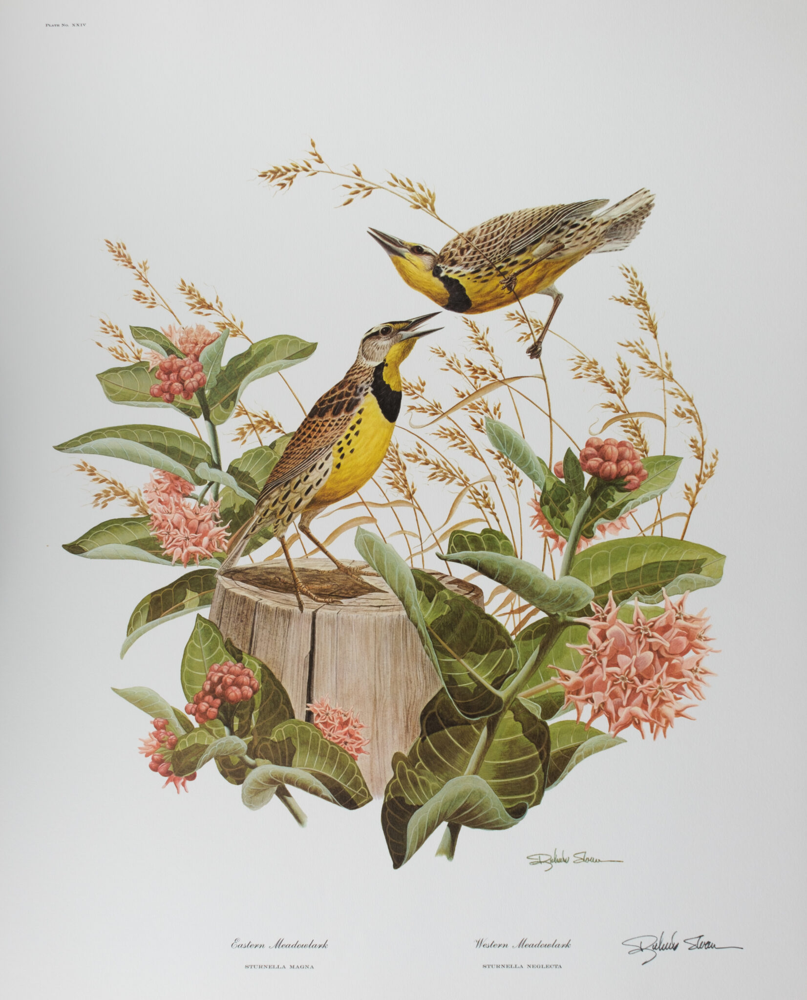 50 Birds of America: Prints by Richard Sloan - Customs House Museum ...